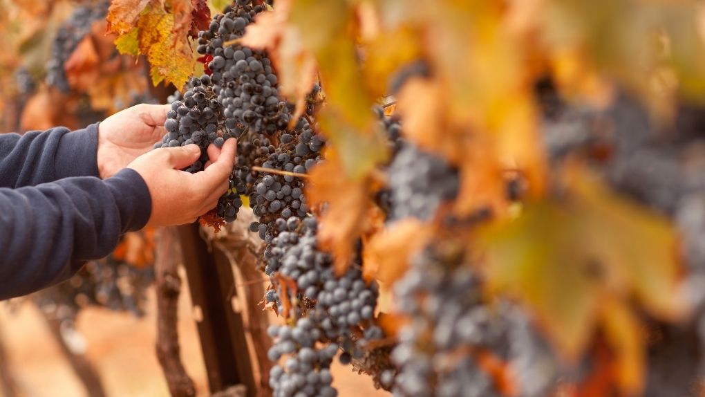 What Makes Great Wine… Great? – St. George Armenian Church What Makes Great Wine… Great? – St. George Armenian Church